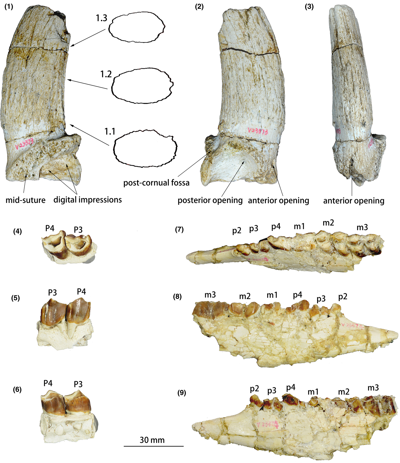 New Olonbulukia material and its related assemblage reveal an early ...