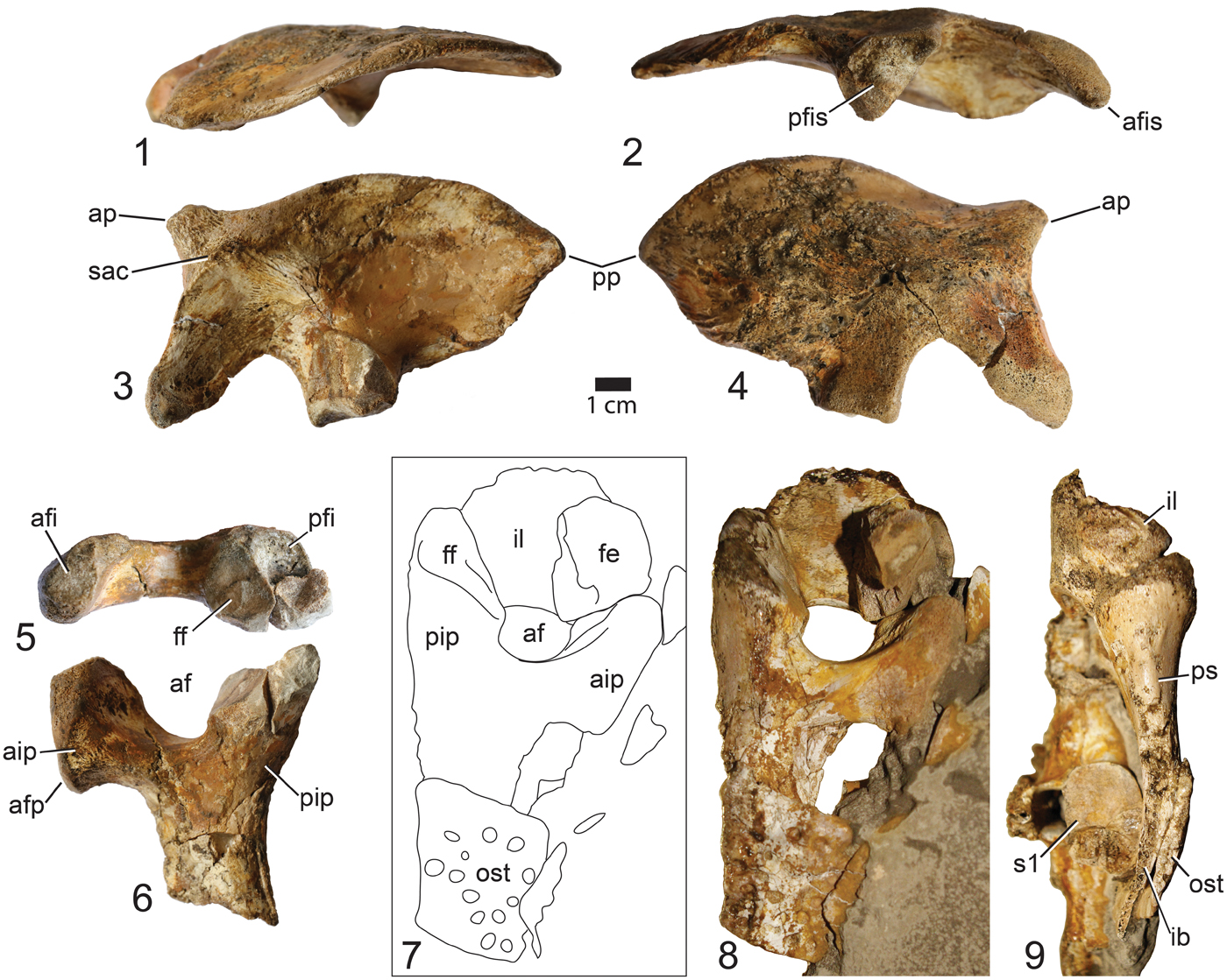 A dyrosaurid from the Paleocene of Senegal | Journal of Paleontology ...