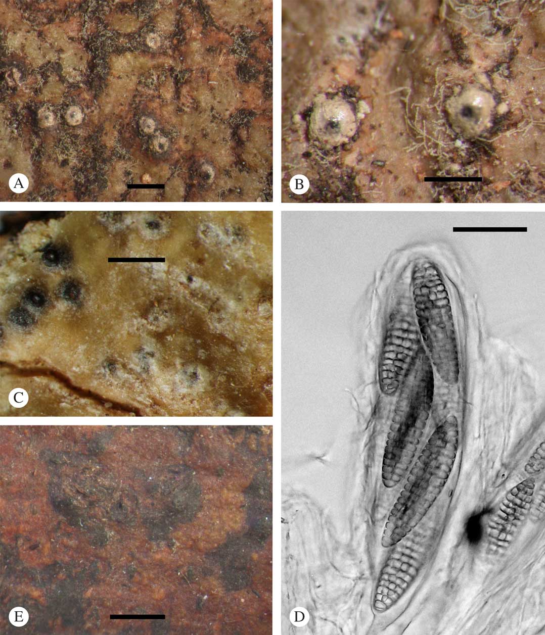 Ten new species and 34 new country records of Trypetheliaceae | The ...