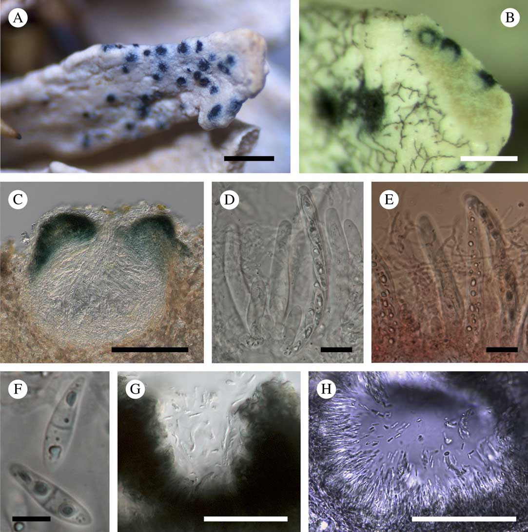 Lichenicolous ascomycetes on Siphula-like lichens, with a key to the ...