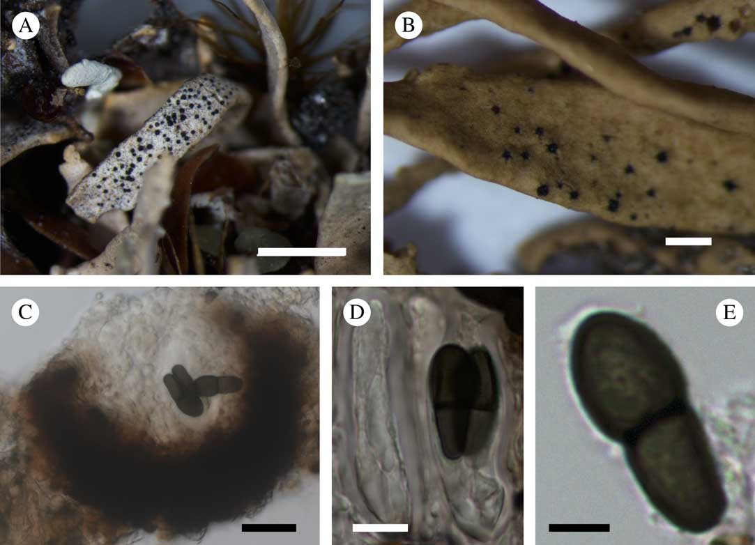 Lichenicolous ascomycetes on Siphula-like lichens, with a key to the ...