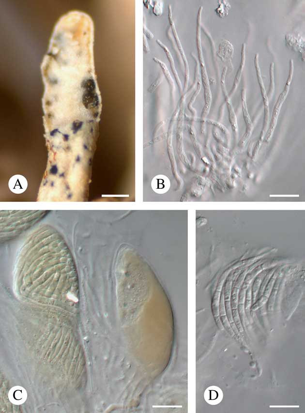 Lichenicolous ascomycetes on Siphula-like lichens, with a key to the ...