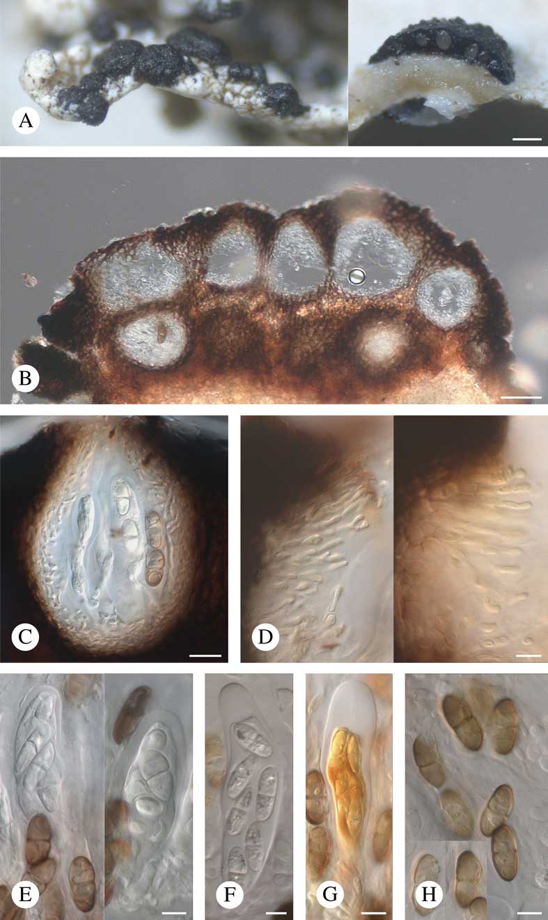 Lichenicolous ascomycetes on Siphula-like lichens, with a key to the ...