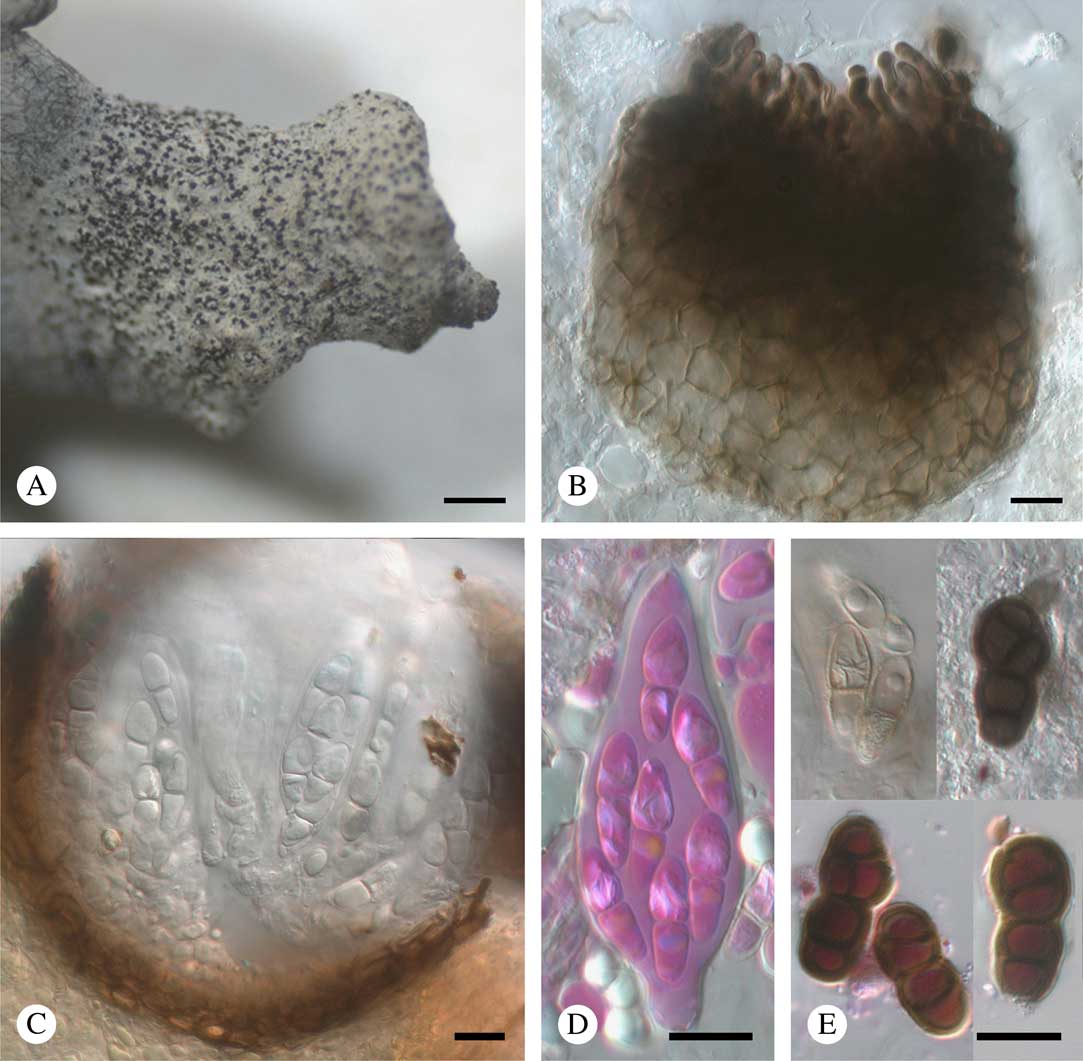 Lichenicolous ascomycetes on Siphula-like lichens, with a key to the ...