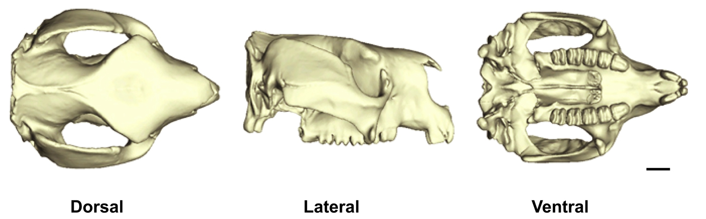 Biting mechanics determines craniofacial morphology among extant ...