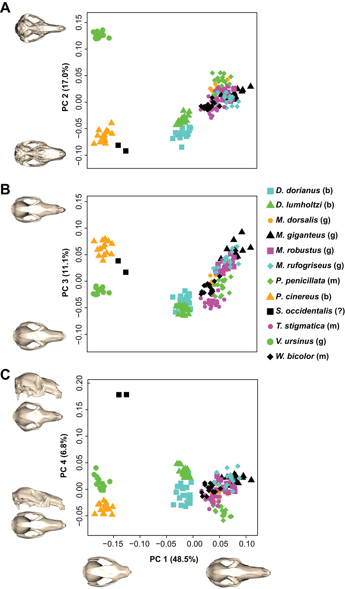 Biting mechanics determines craniofacial morphology among extant ...