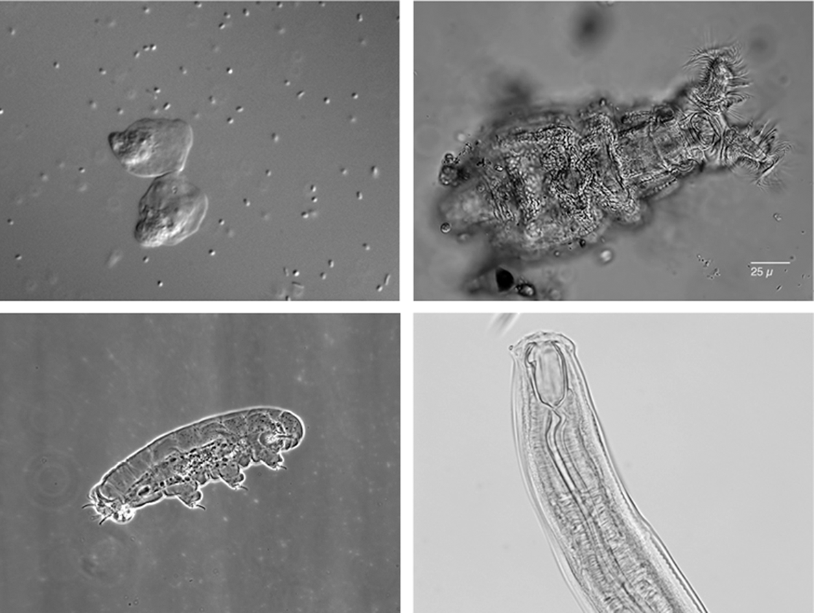 Soil and Its Fauna (Chapter 1) - Soil Fauna Assemblages