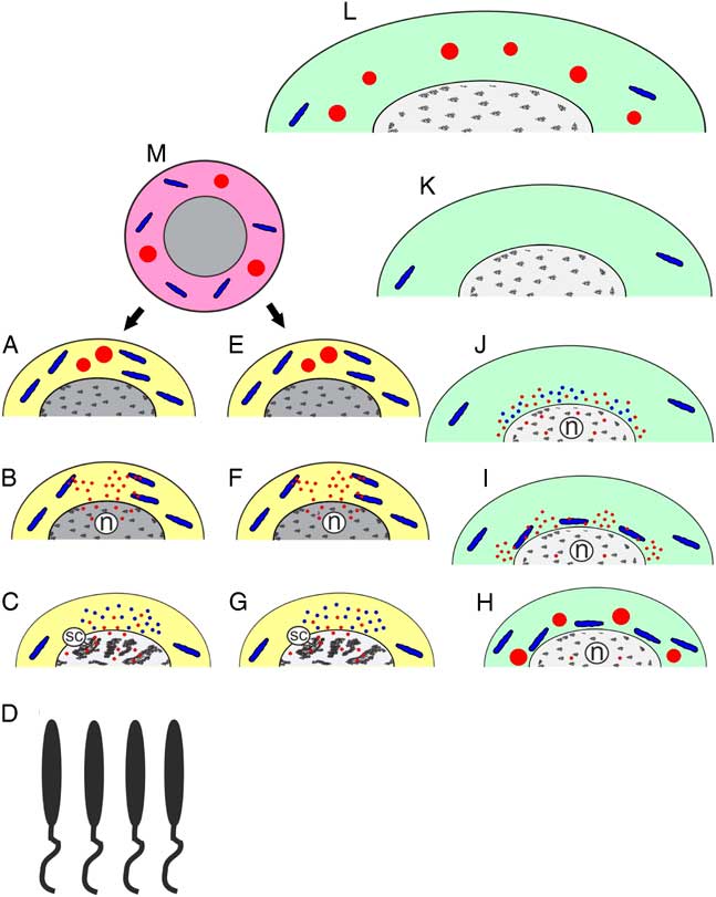 Germ plasm provides clues on meiosis: the concerted action of germ ...