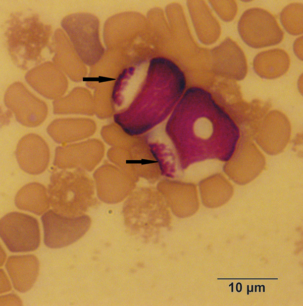 Hepatozoon milleri sp. nov. (Adeleorina: Hepatozoidae) in Akodon ...