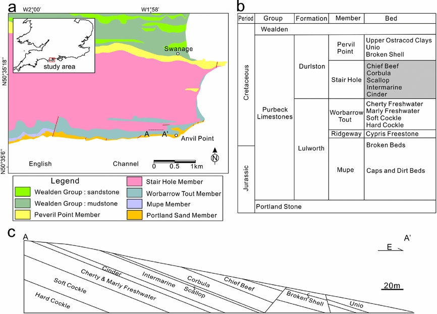 Role of pressure solution in the formation of bedding-parallel calcite ...