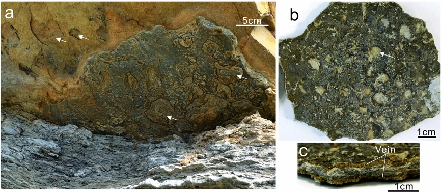 Role of pressure solution in the formation of bedding-parallel calcite ...