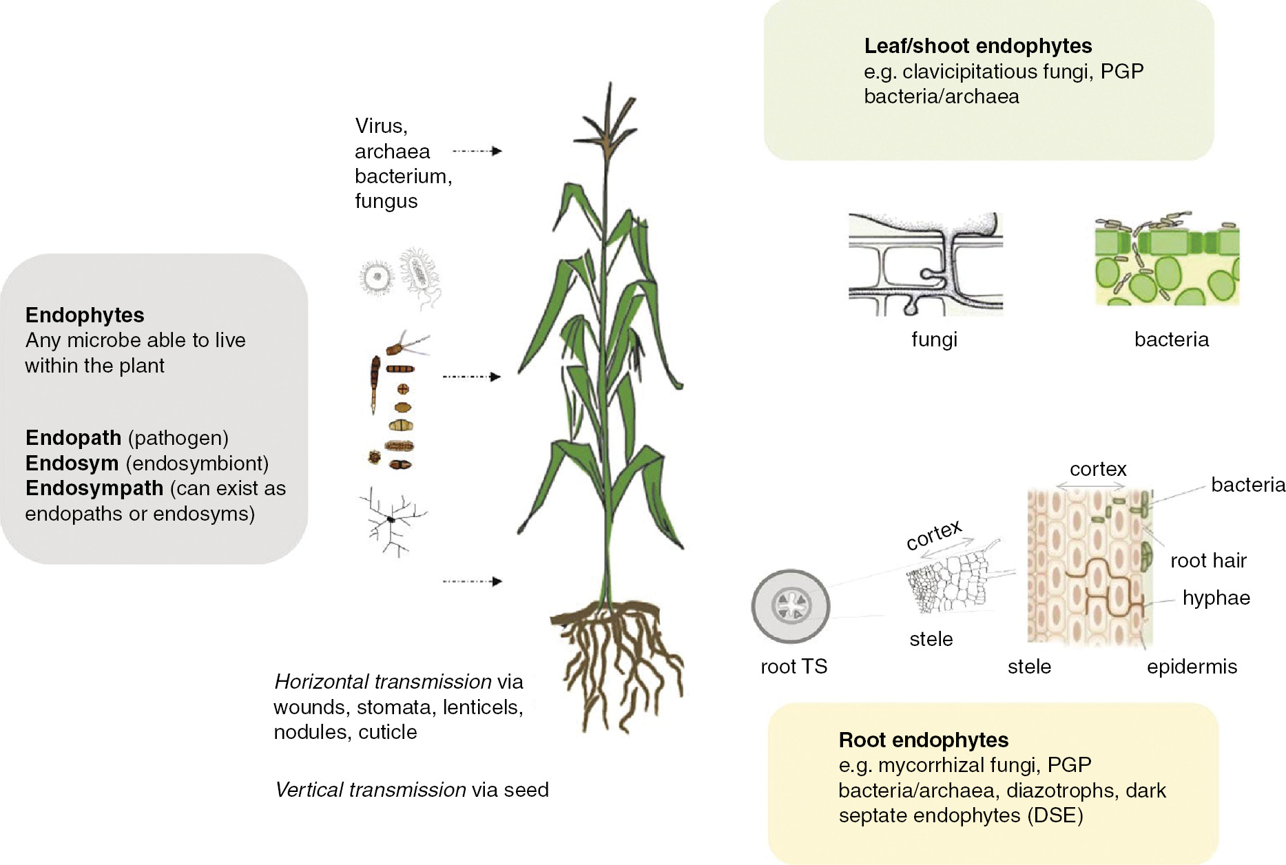 Endophytes for a Growing World (Chapter 1) - Endophytes for a Growing World
