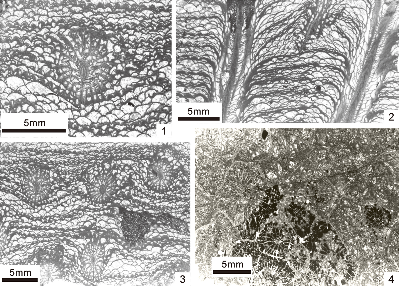 A Cathaysian rugose coral fauna from the upper Carboniferous of central ...