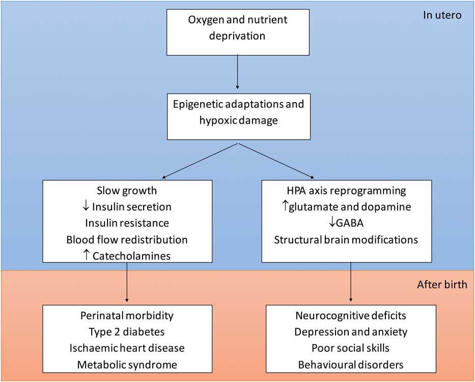 Can the gap in Aboriginal outcomes be explained by DOHaD | Journal of ...