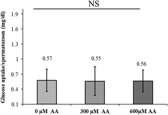 What are the effects of vitamin C on sperm functional properties during ...