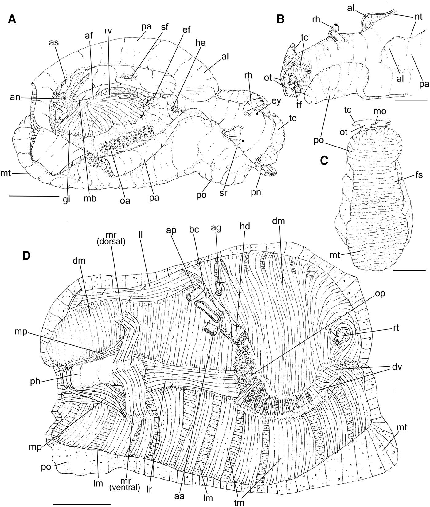 Morphological re-description of Aplysia depilans (Gastropoda: Anaspidea ...