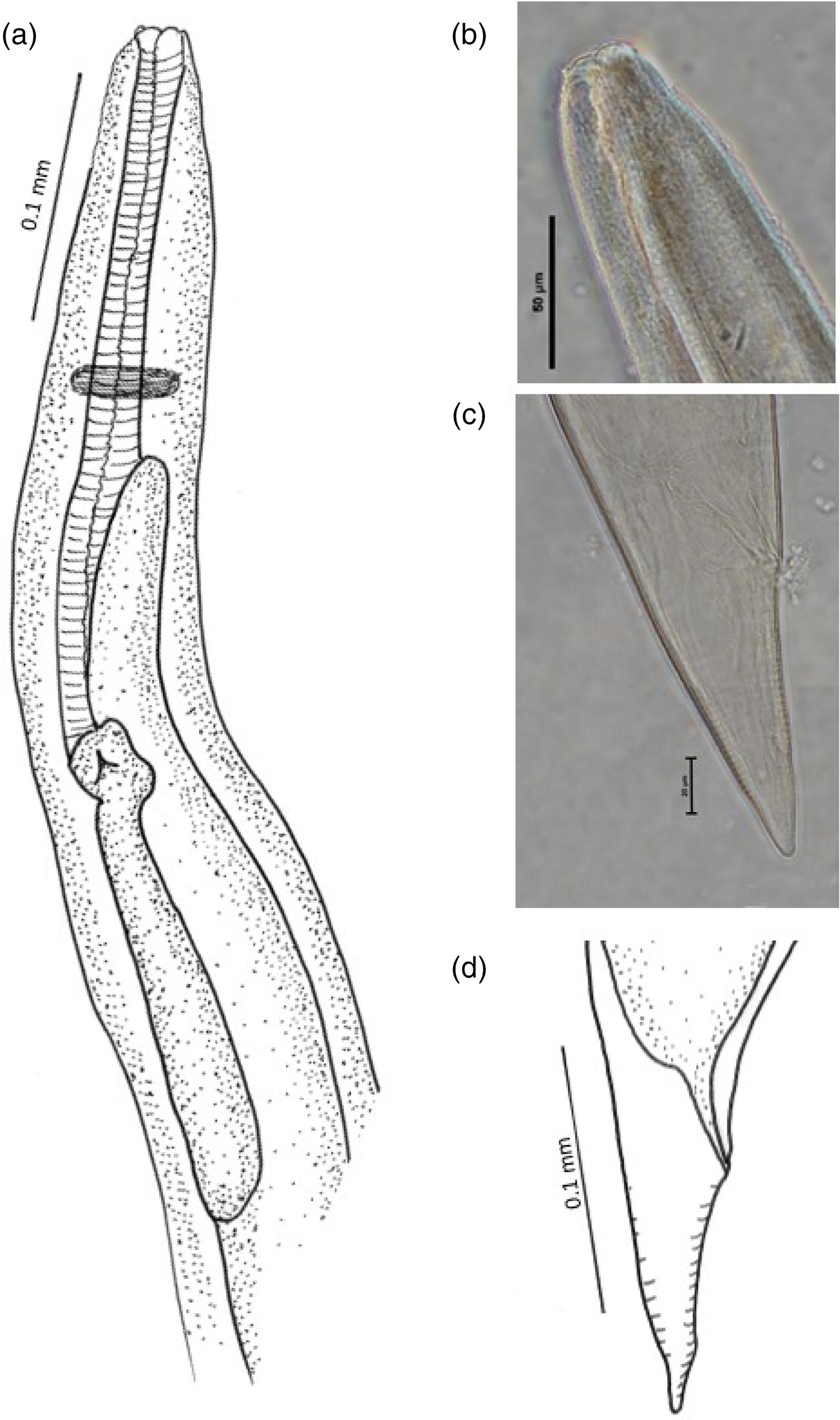 Occurrence of Contracaecum bancrofti larvae in fish in the Murray ...