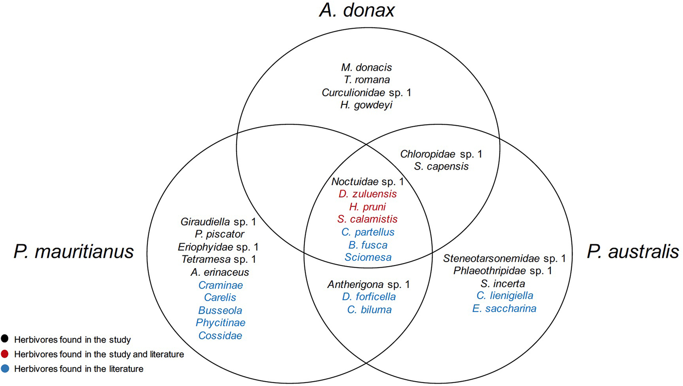Testing the Enemy Release Hypothesis on tall-statured grasses in South ...