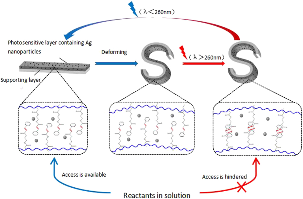Double-layer hydrogel with photoresponsive shape memory features for ...