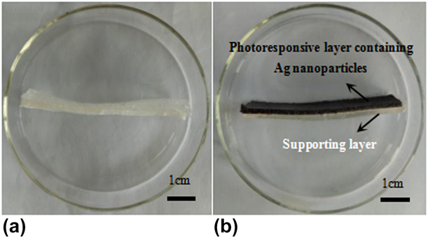 Double-layer hydrogel with photoresponsive shape memory features for ...