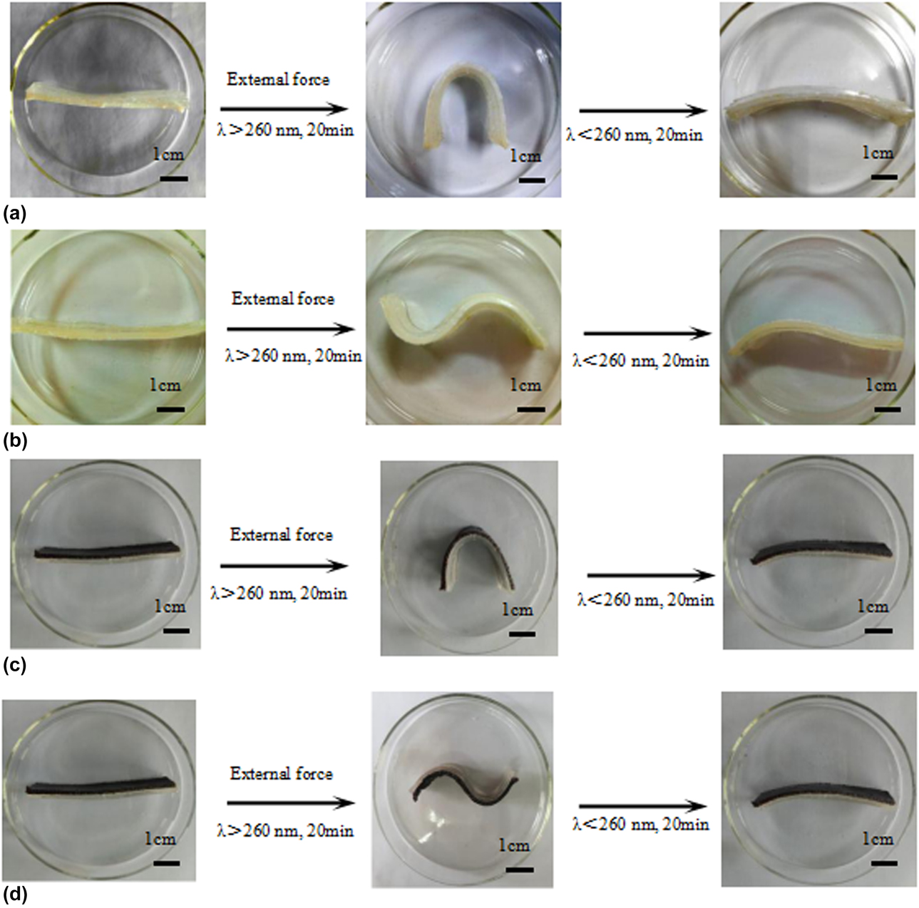 Double-layer hydrogel with photoresponsive shape memory features for ...