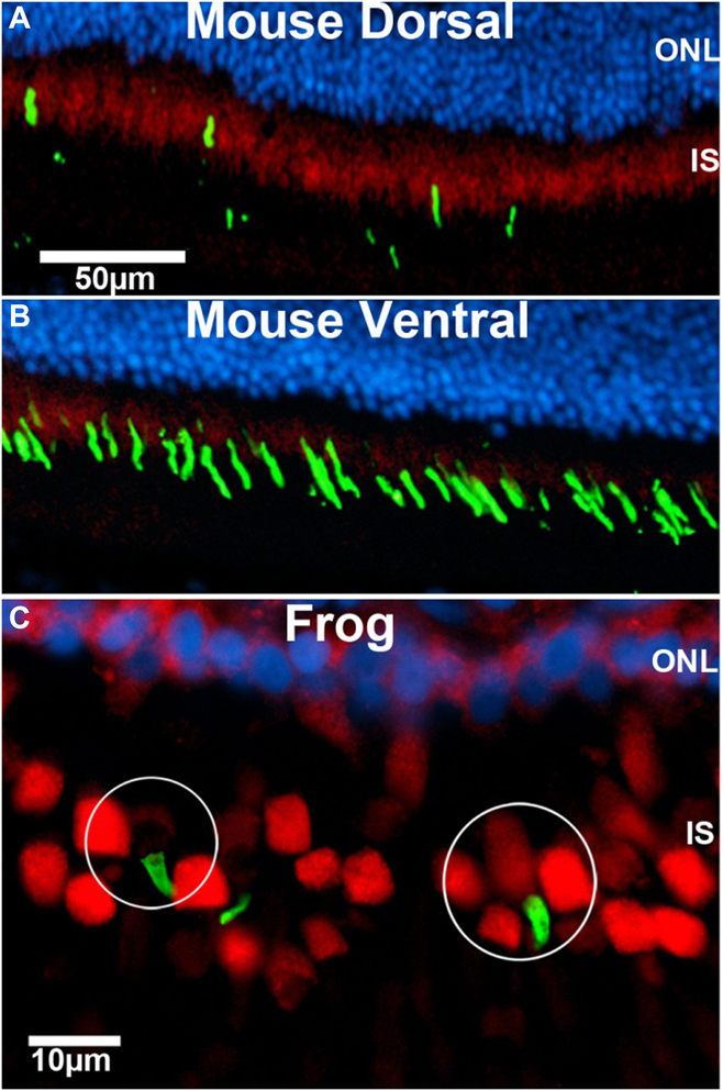 Mitochondrial absorption of short wavelength light drives primate blue ...