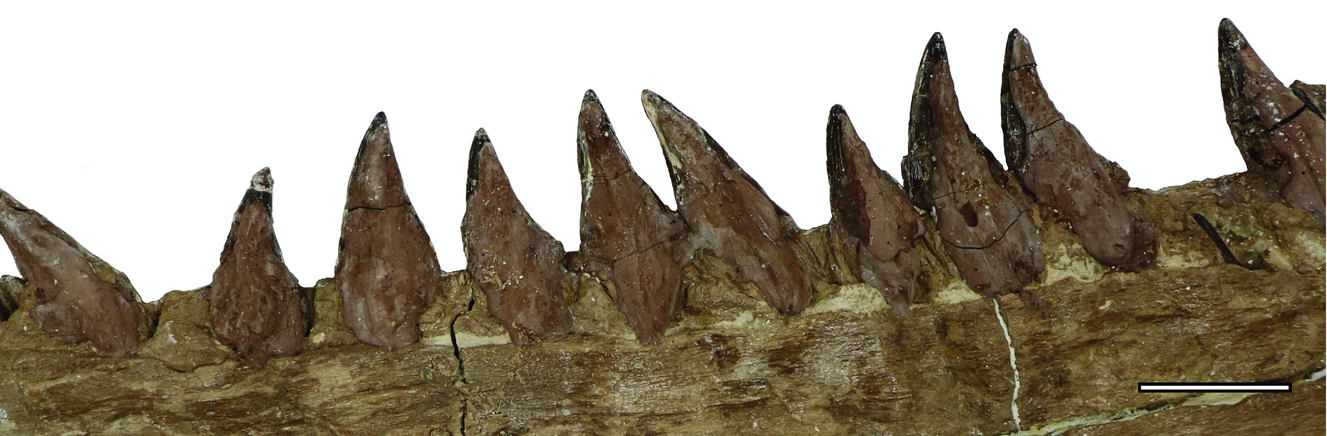 Morphological and phylogenetic aspects of the dentition of ...
