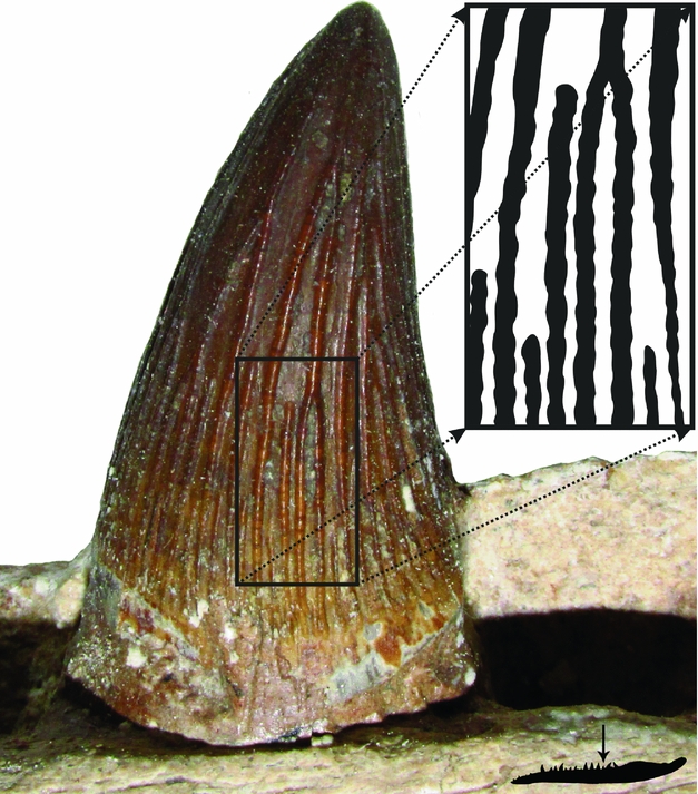 Morphological and phylogenetic aspects of the dentition of ...