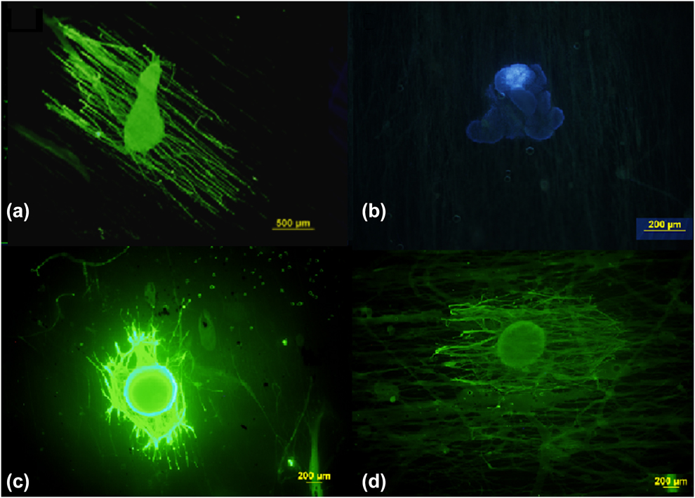Formation of aligned core/sheath microfiber scaffolds with a poly-L ...