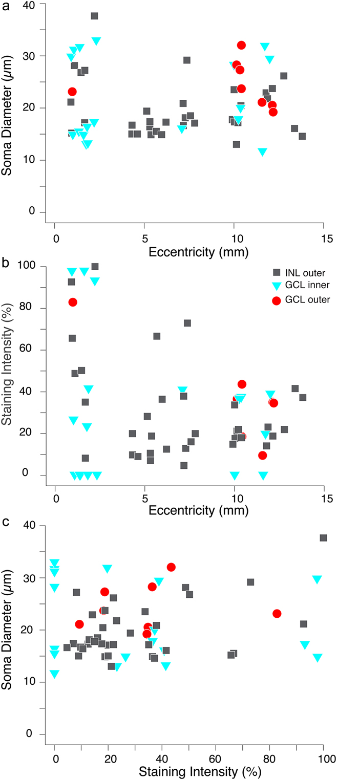 Melanopsin and calbindin immunoreactivity in the inner retina of humans ...