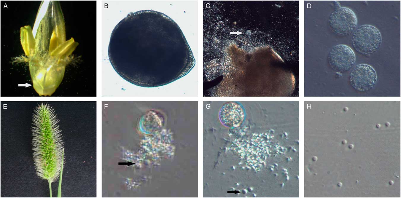 Wheat egg in vitro fusion with wheat and green bristlegrass sperm ...