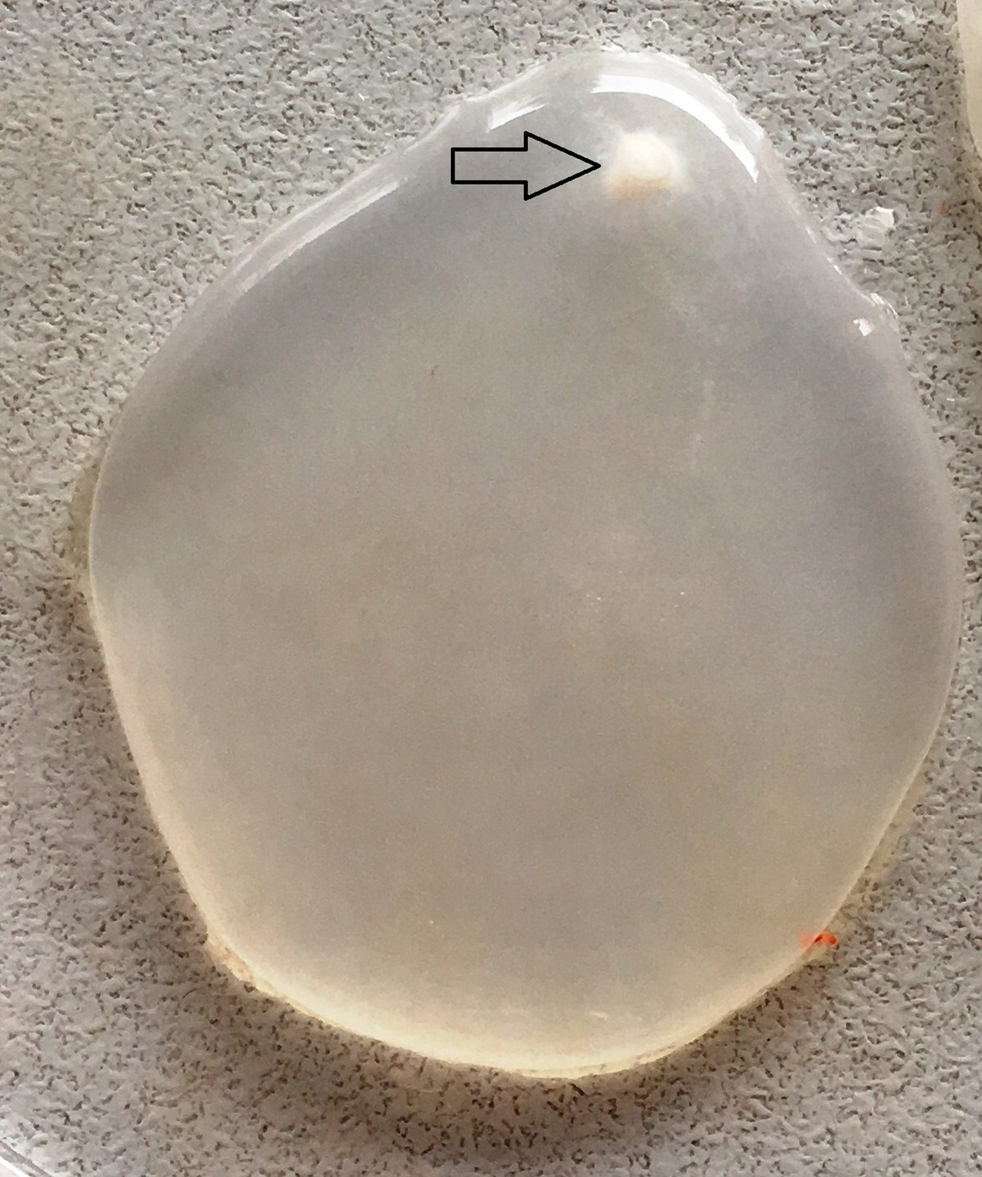 Molecular characterization and haplotypes of sheep and goat isolates of ...