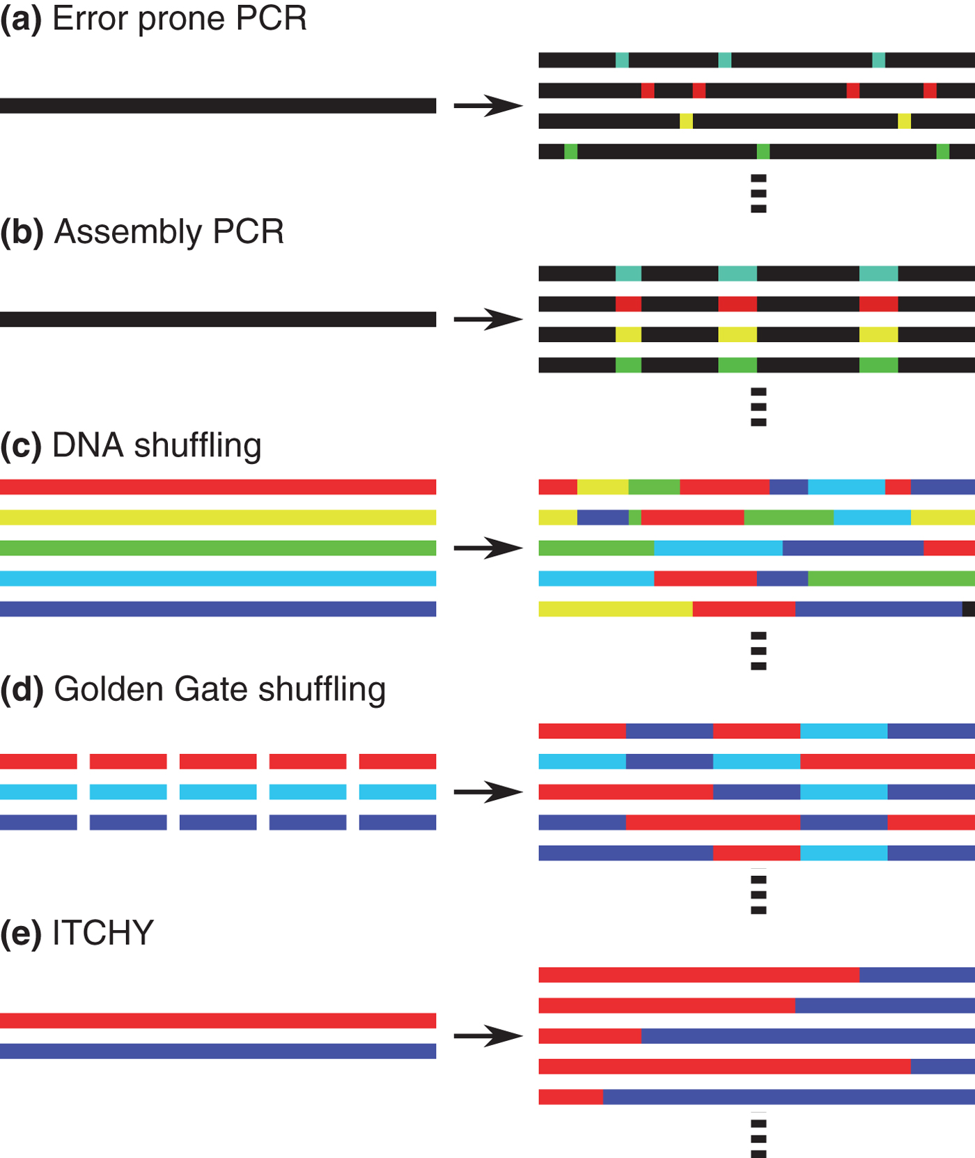 Towards the directed evolution of protein materials | MRS ...