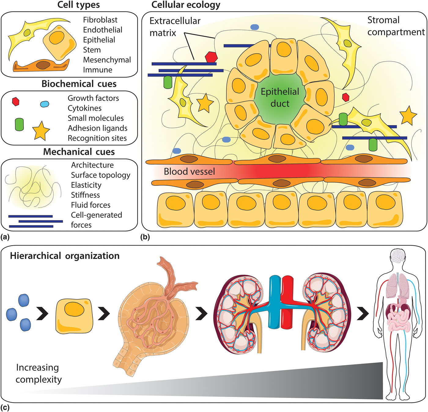 Coupling synthetic biology and programmable materials to construct ...