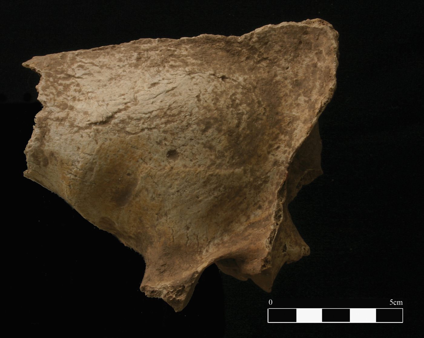 Creating the Cosmos, Reifying Power: A Zooarchaeological Investigation ...