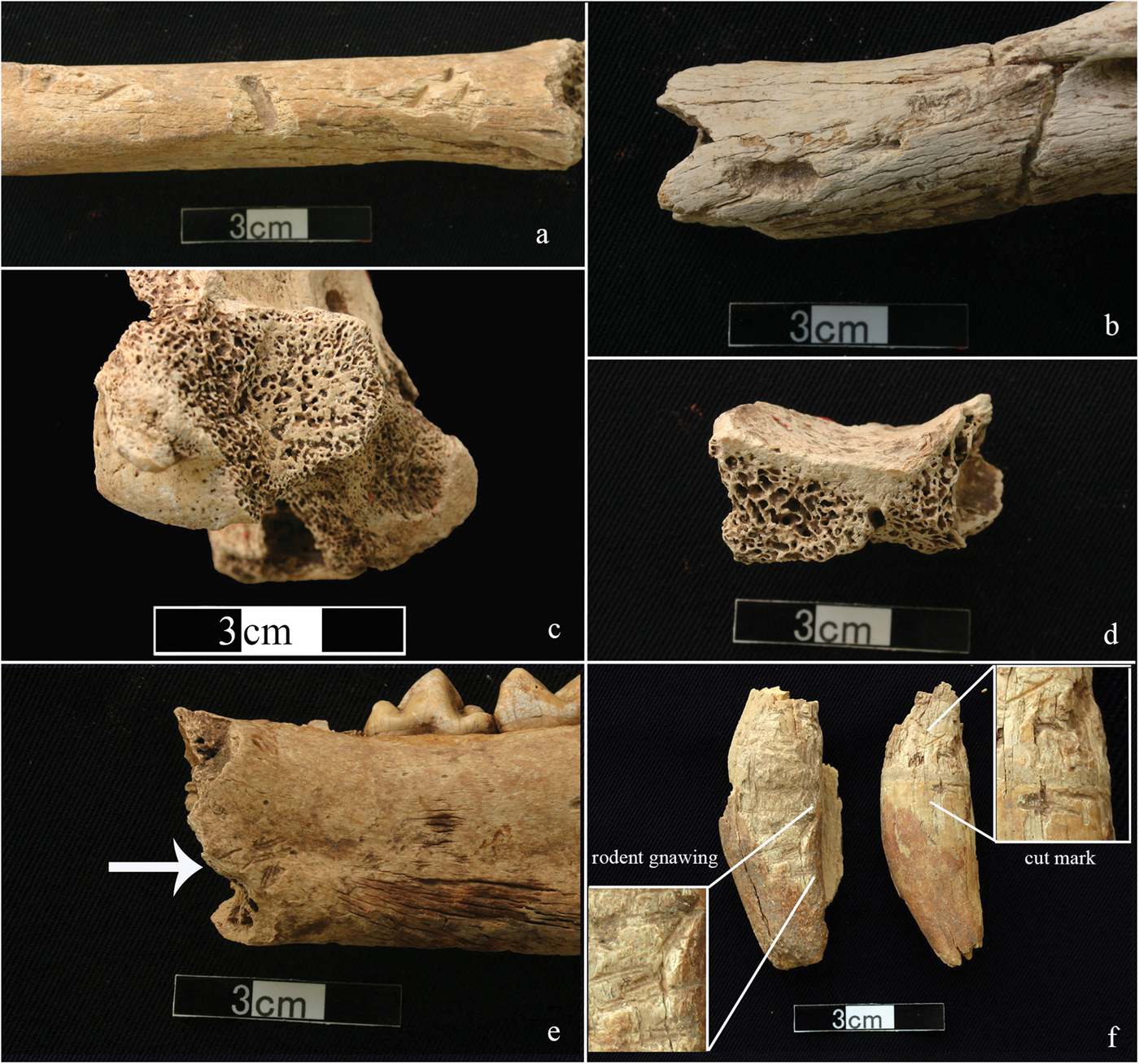 Creating the Cosmos, Reifying Power: A Zooarchaeological Investigation ...