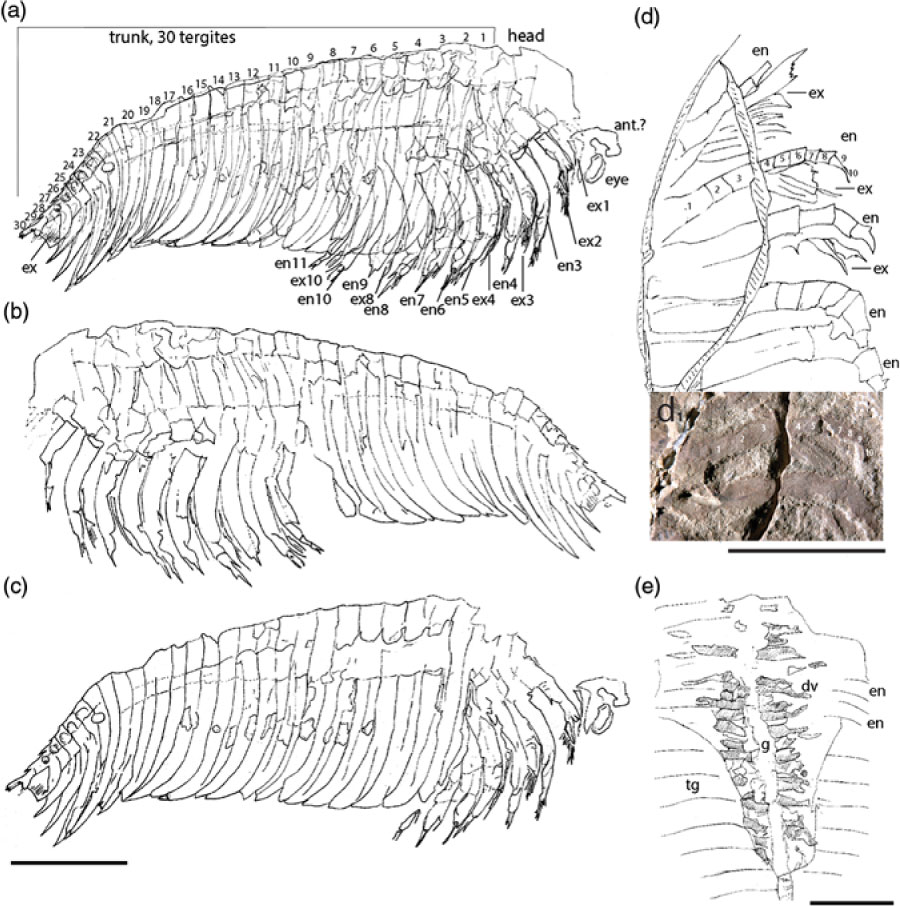 A new xandarellid euarthropod from the Cambrian Chengjiang biota ...