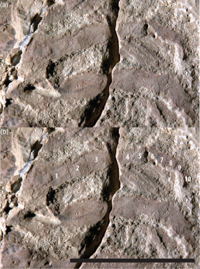 A new xandarellid euarthropod from the Cambrian Chengjiang biota ...