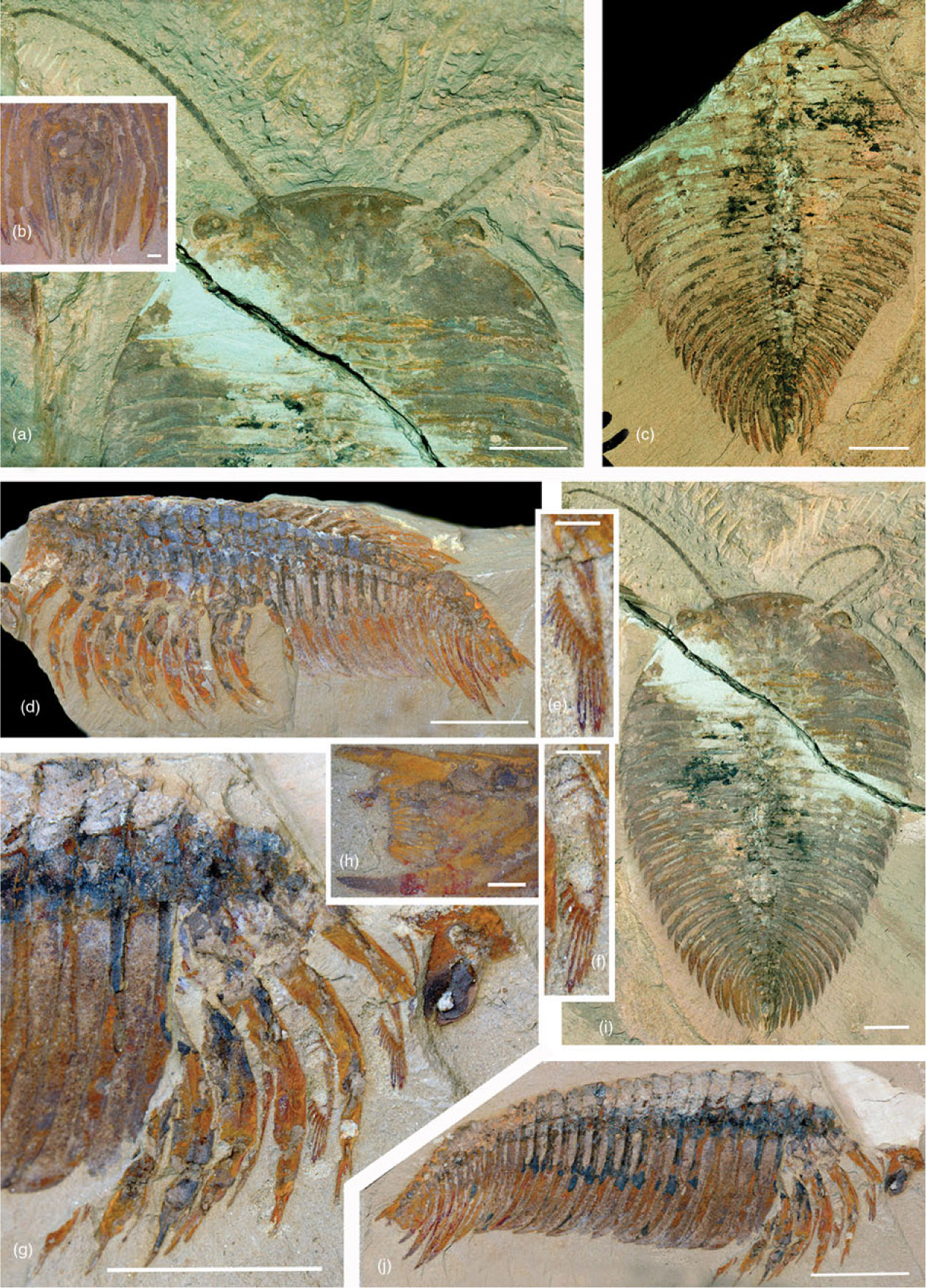 A new xandarellid euarthropod from the Cambrian Chengjiang biota ...