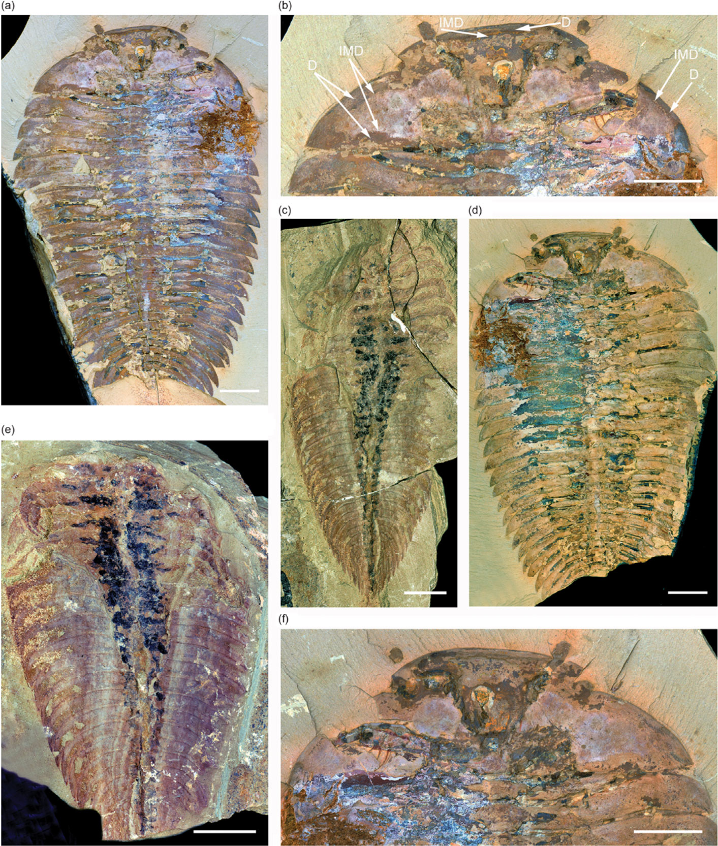 A new xandarellid euarthropod from the Cambrian Chengjiang biota ...