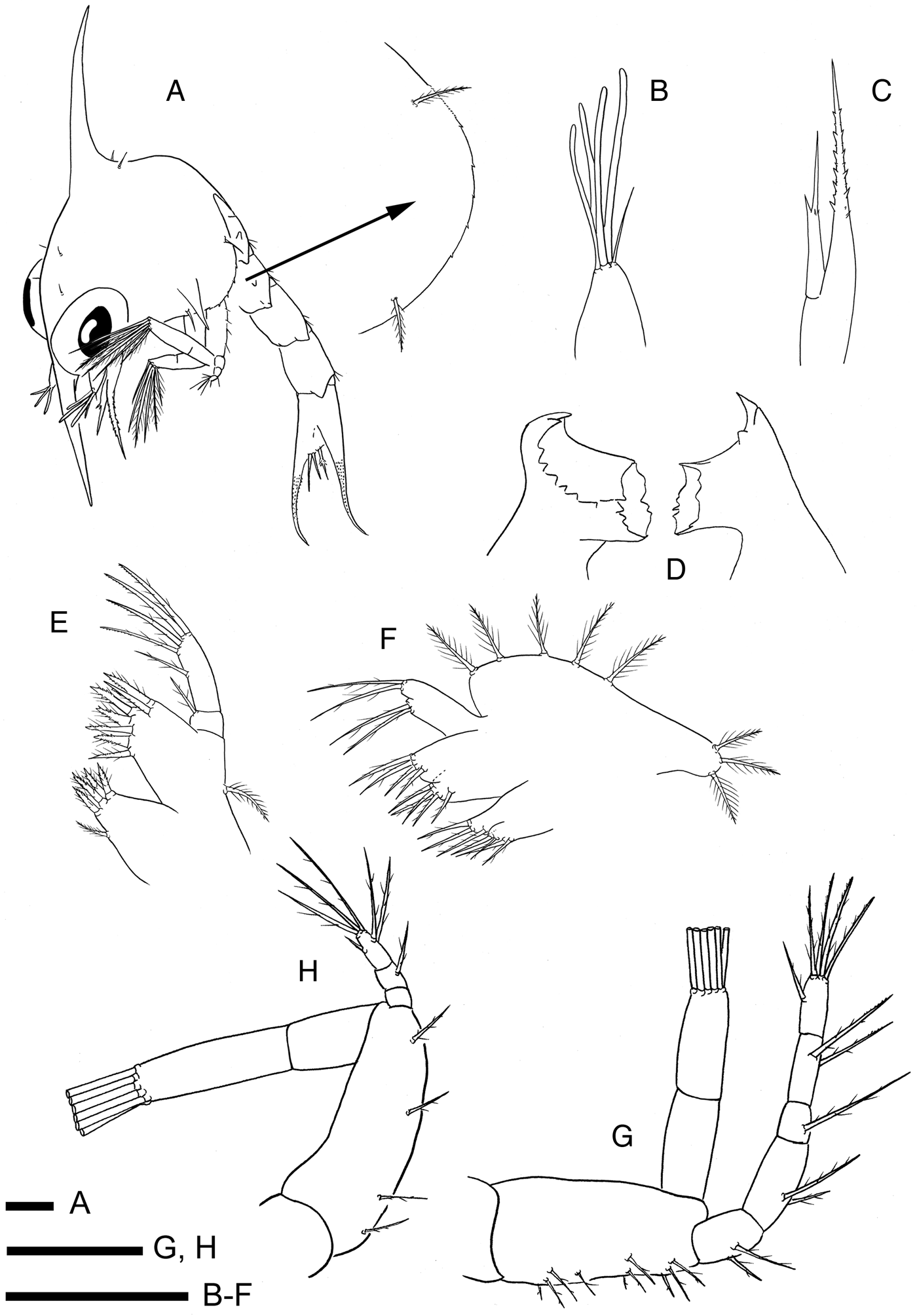 Larval development of the brush-clawed shore crab Hemigrapsus takanoi ...