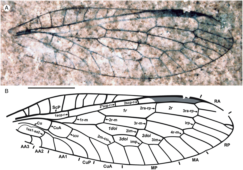 The oldest Inocelliidae (Raphidioptera) from the Eocene of western ...