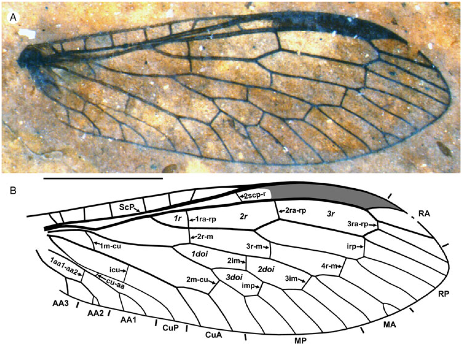 The oldest Inocelliidae (Raphidioptera) from the Eocene of western ...