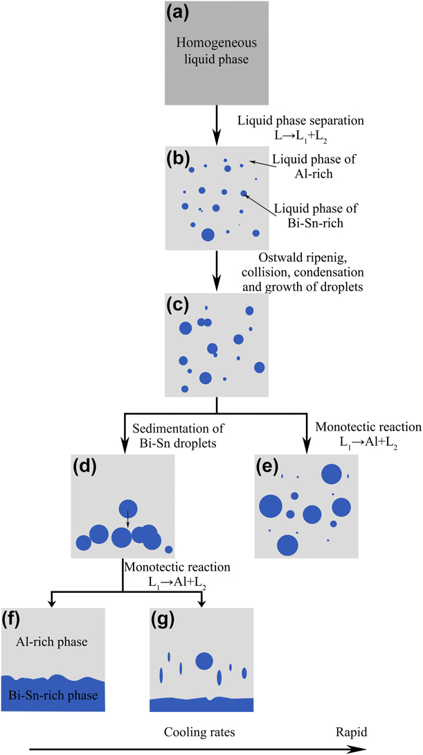 Solidification structure evolution of immiscible Al–Bi–Sn alloys at ...