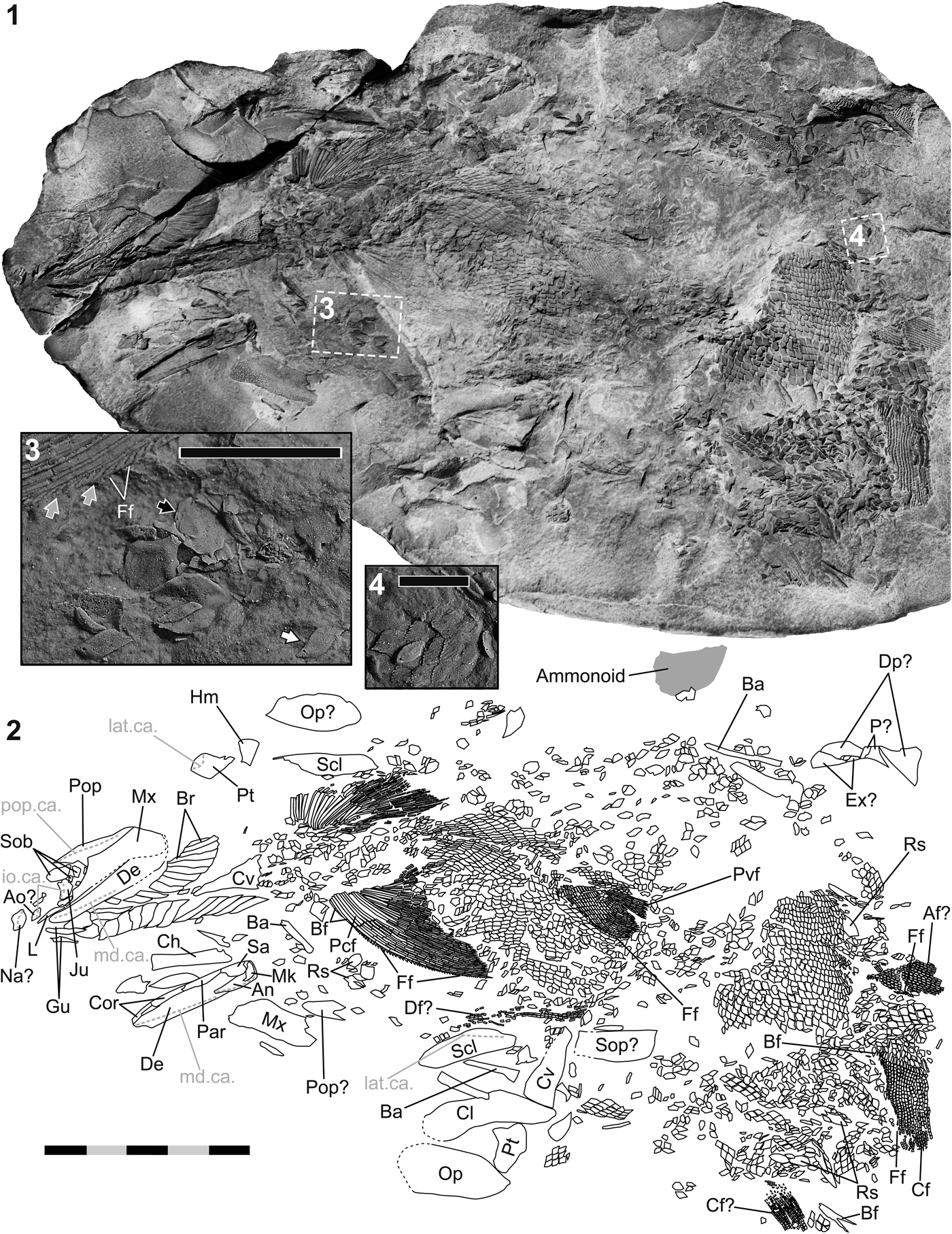 Marine Early Triassic Actinopterygii from the Candelaria Hills ...