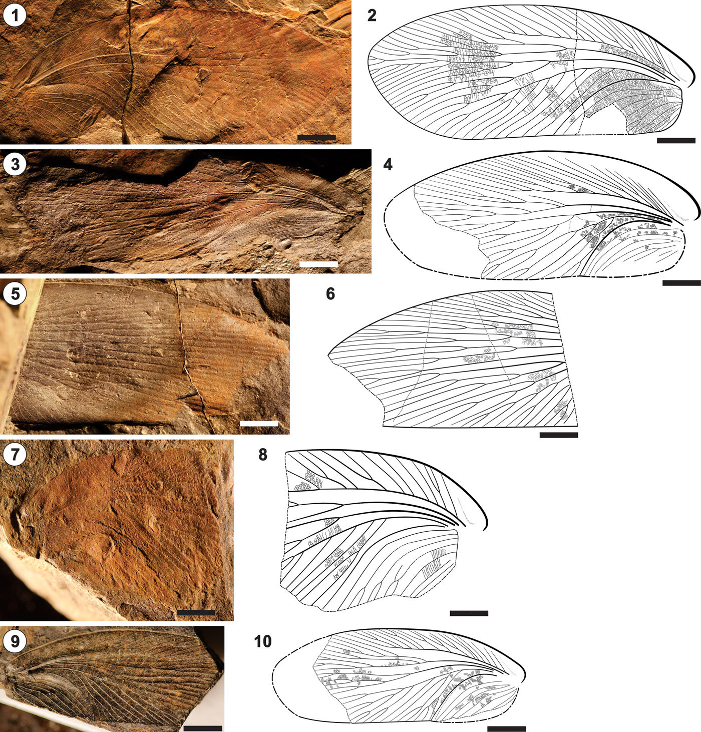 Phyloblattidae and Compsoblattidae (Insecta, Blattodea) from the late ...