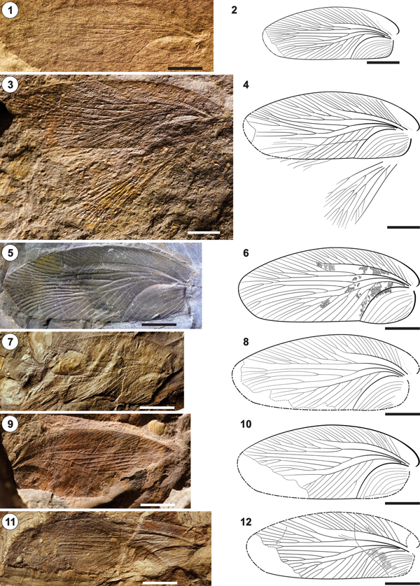 Phyloblattidae and Compsoblattidae (Insecta, Blattodea) from the late ...