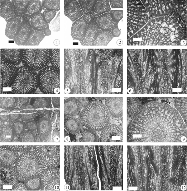 Late Permian rugose corals from Gyanyima of Drhada, Tibet (Xizang ...