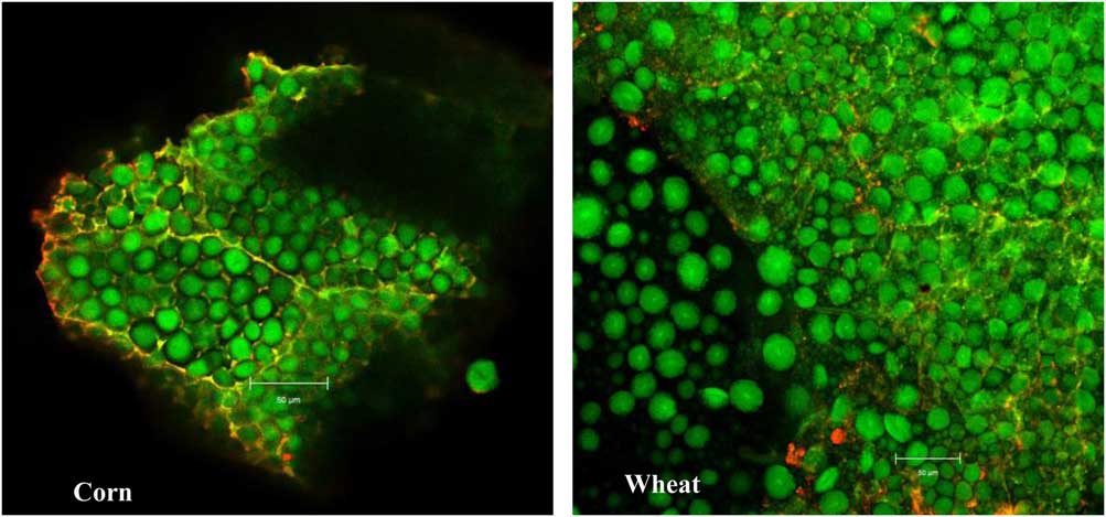 Different endosperm structures in wheat and corn affected in vitro ...