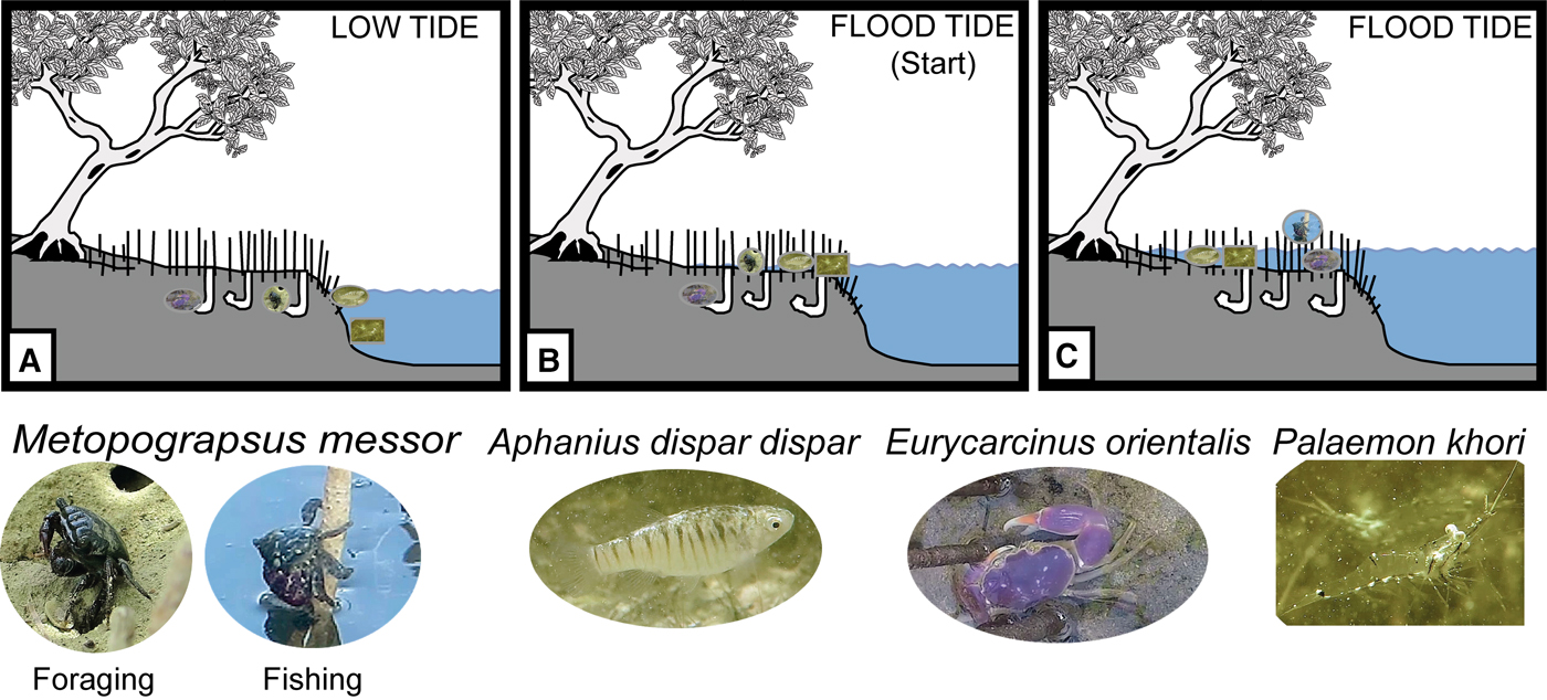 The fishing behaviour of Metopograpsus messor (Decapoda: Grapsidae) and ...
